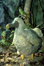 Dodo