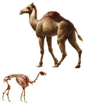 Western Camel ( Camelops hestermus )